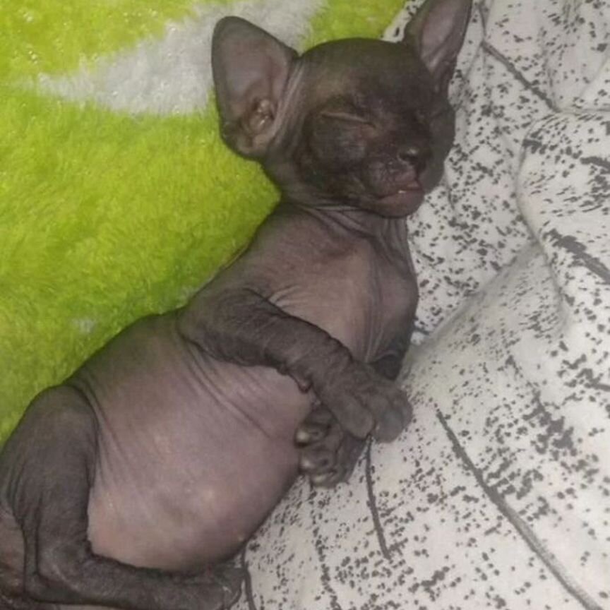 Канадский сфинкс эльф