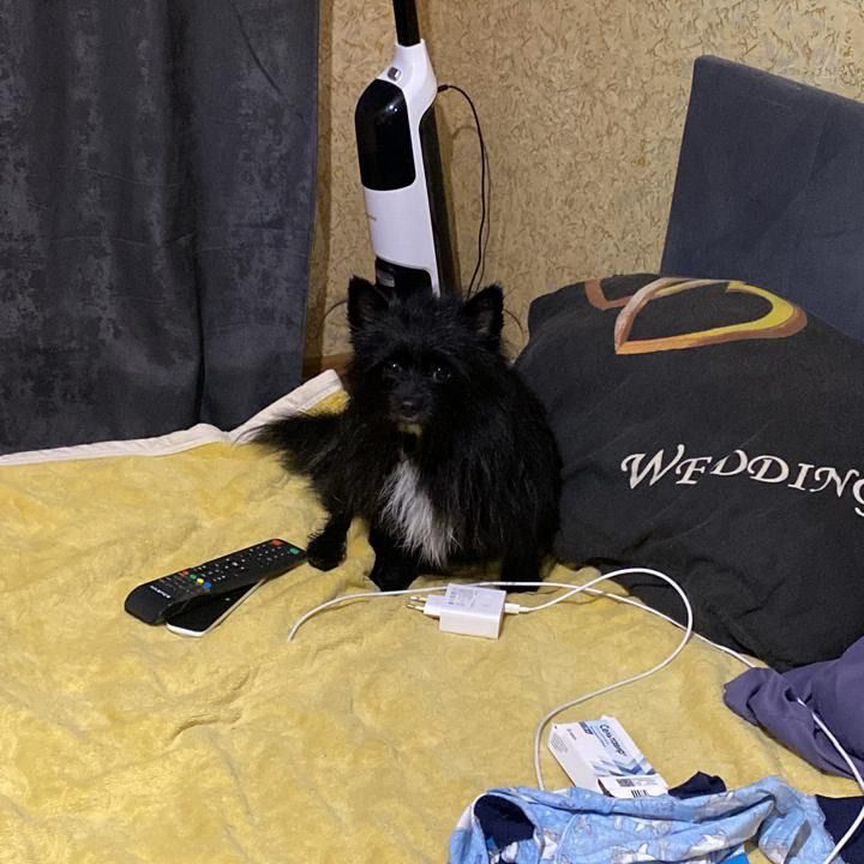 Продам собачку,шпиц