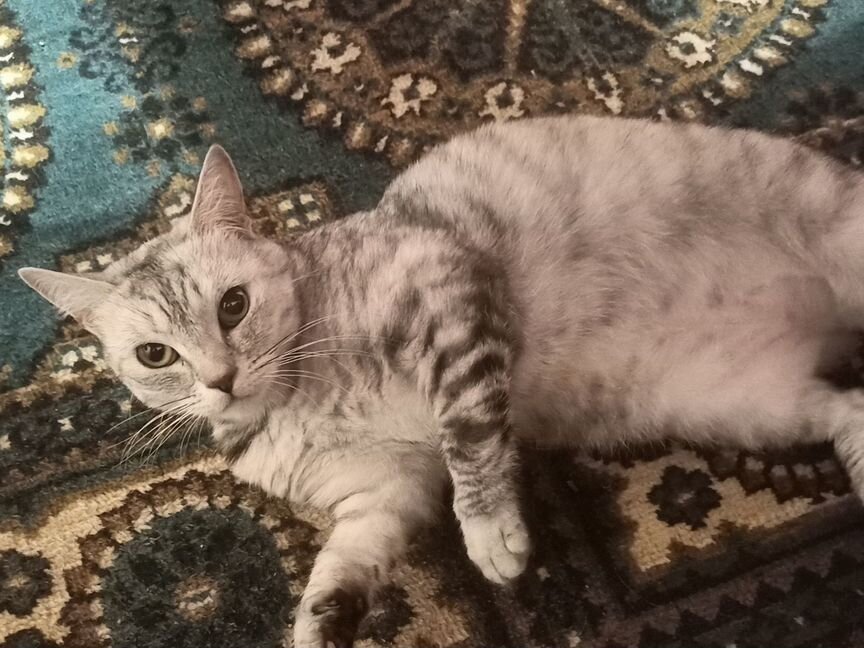 Отдам в добрые руки