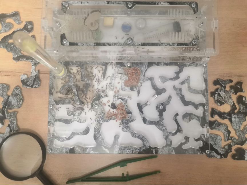 Большая Муравьиная ферма с муравьями