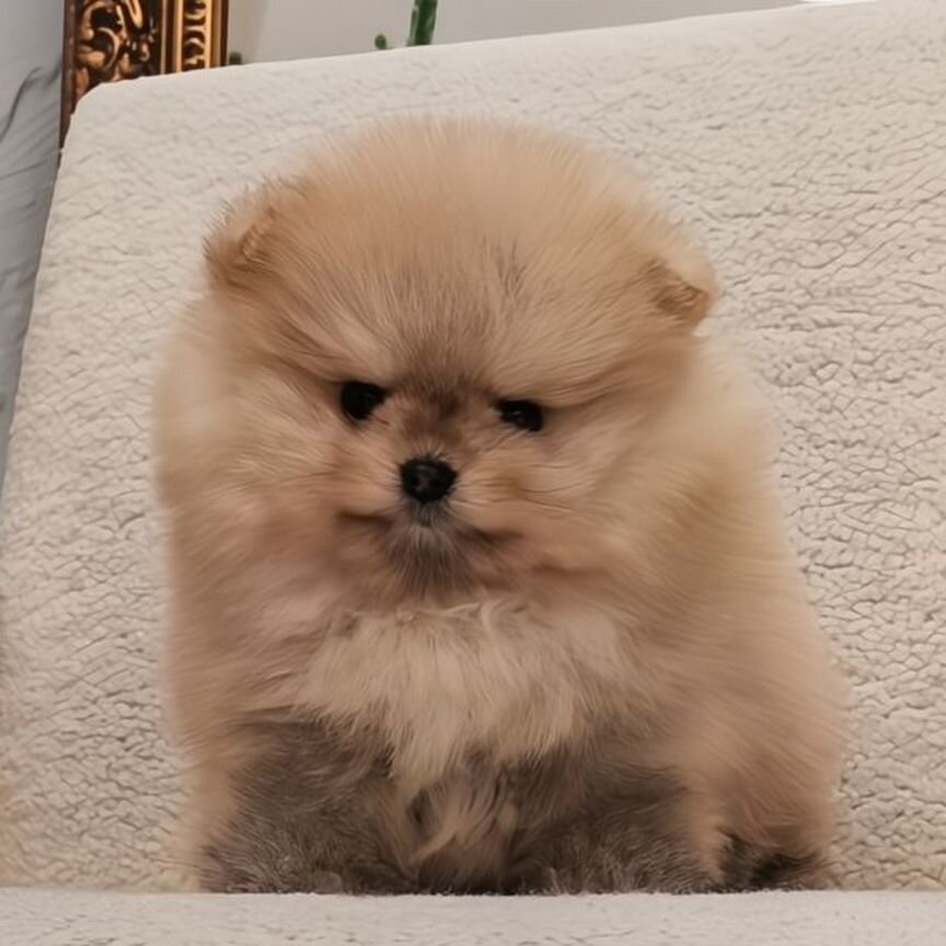 Померанский шпиц, щенок