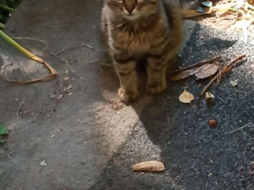 Котенок в добрые руки