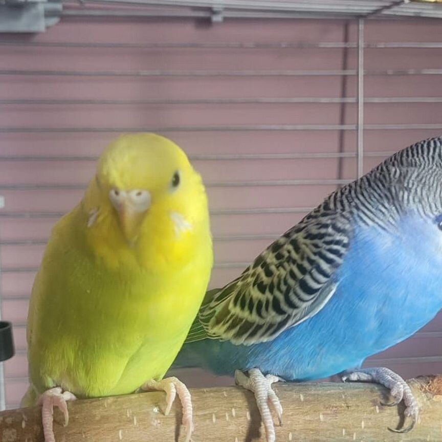 Волнистый попугай пара отдам