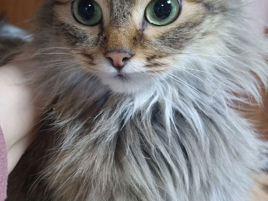 Кошка
