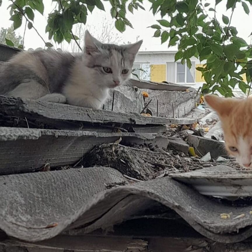 Котята в добрые руки бесплатно