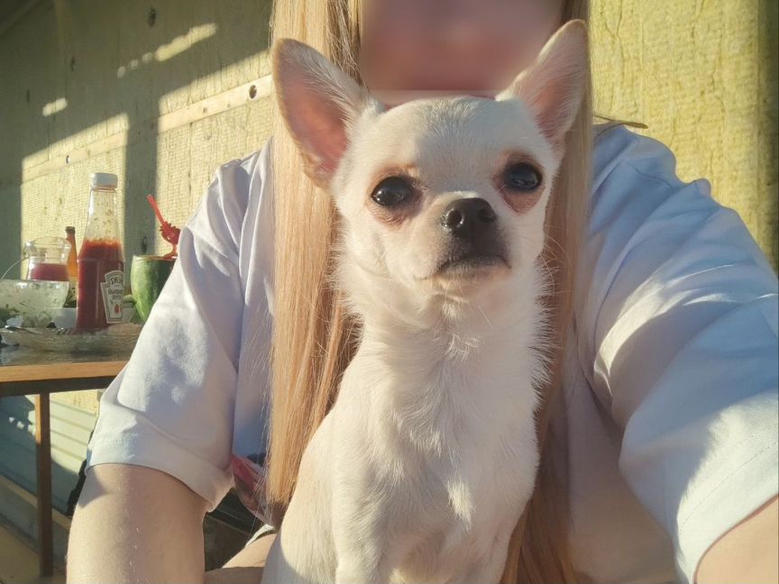 Вязка собак чихуахуа