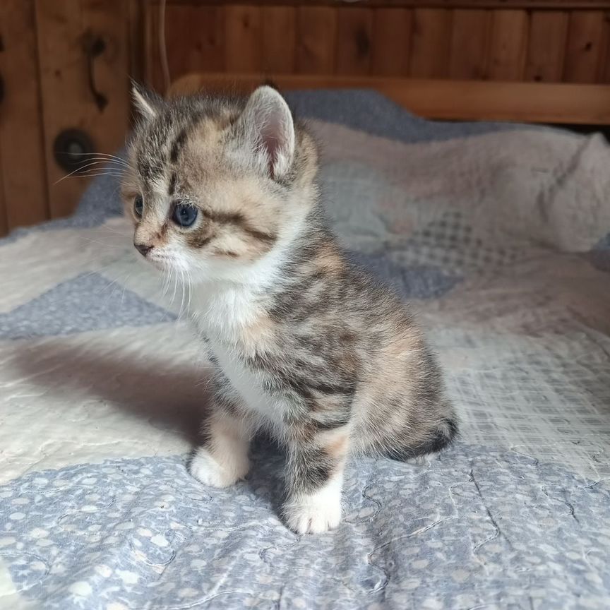 Котята в добрые руки бесплатно