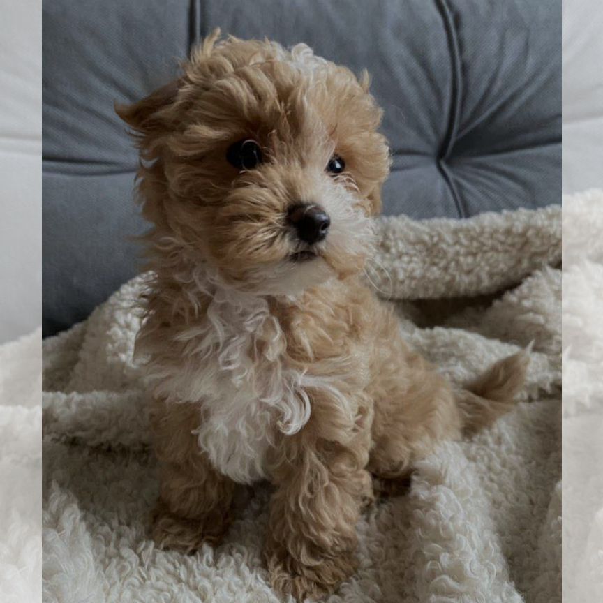 Мальтипу, щенок