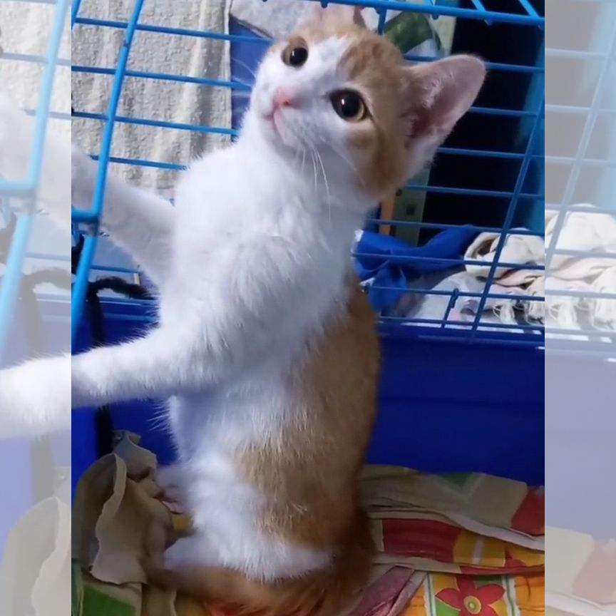 Очаровательная кошечка, 2,5 месяца