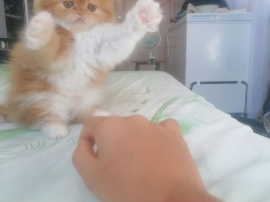 Кошка персидская