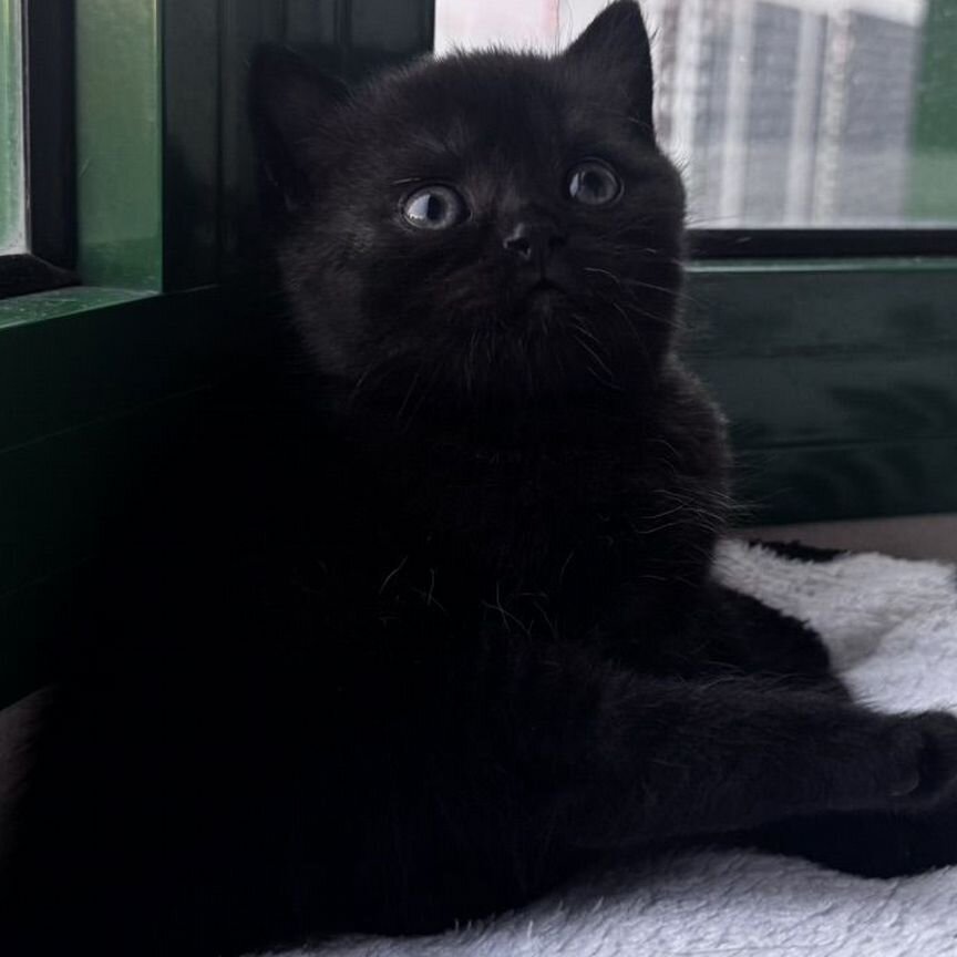 Шотландский прямоухий короткошёрстный котёнок