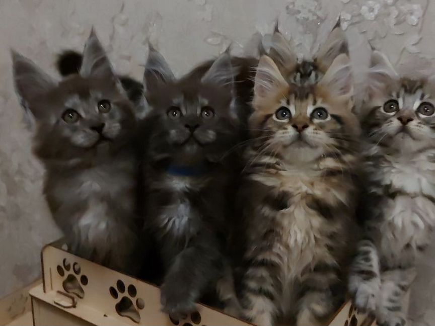 Котята мейн-кун к рождеству