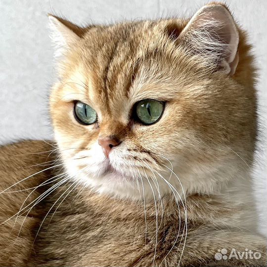 Британская золотая кошка