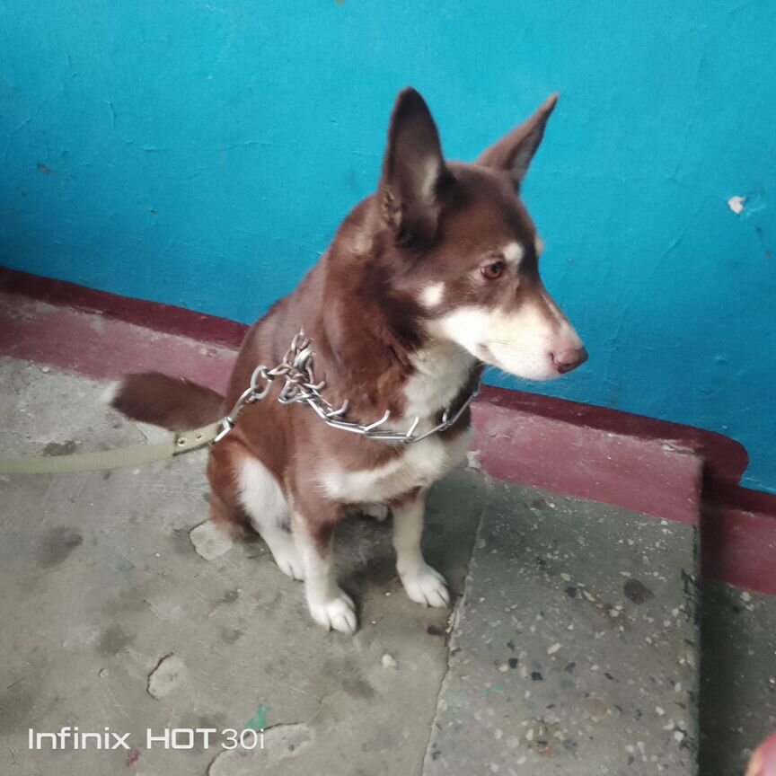 Собака в добрые руки