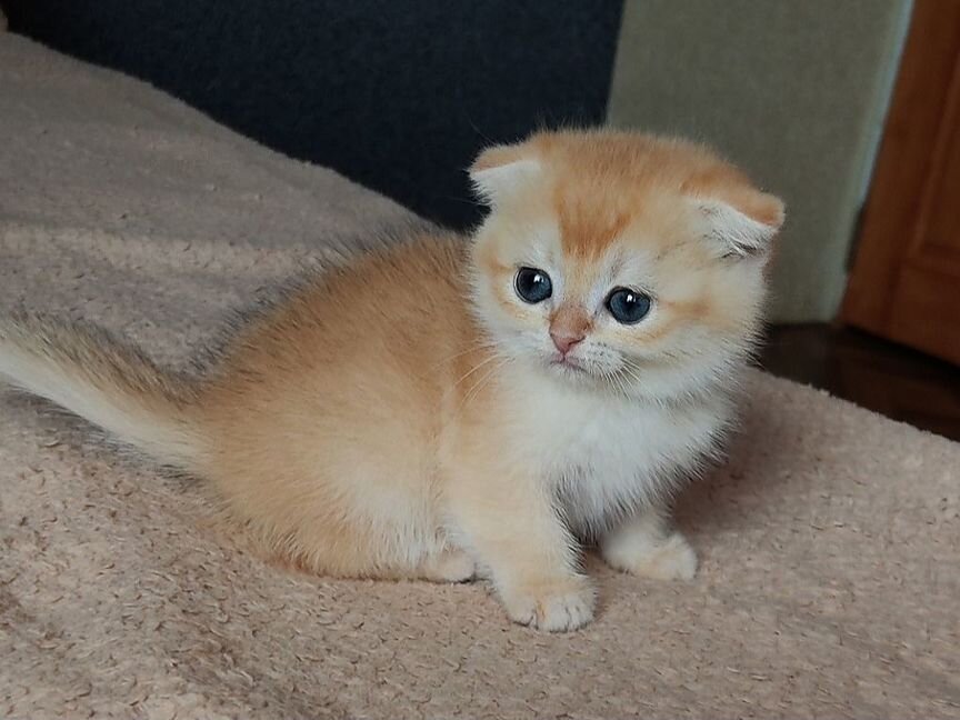 Шотландские котята, золотая малышка