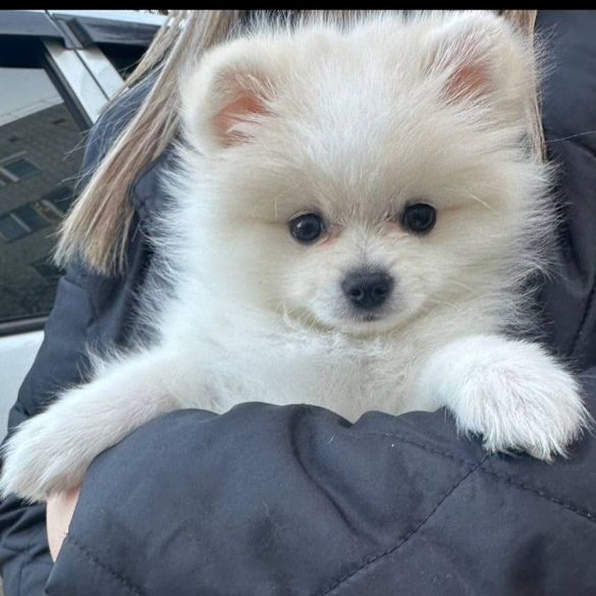 Померанский шпиц, щенок