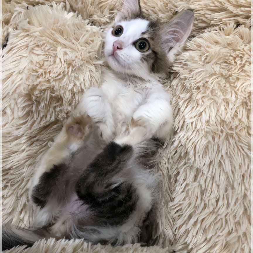 Котёнок