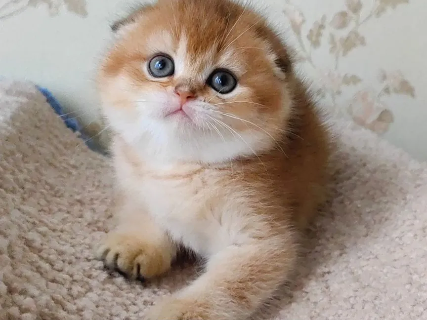 Шотландские котята