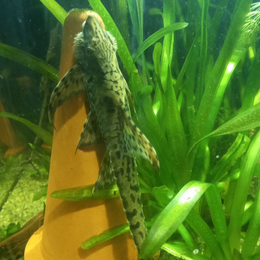 Стурисома панамская