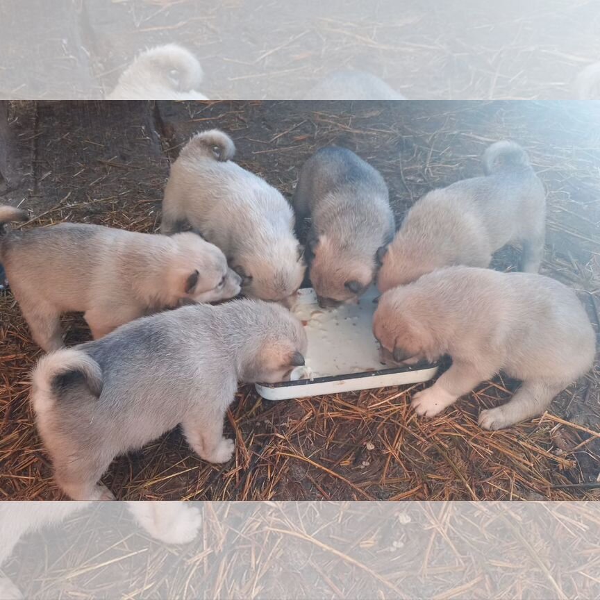 Западносибирская лайка, щенок