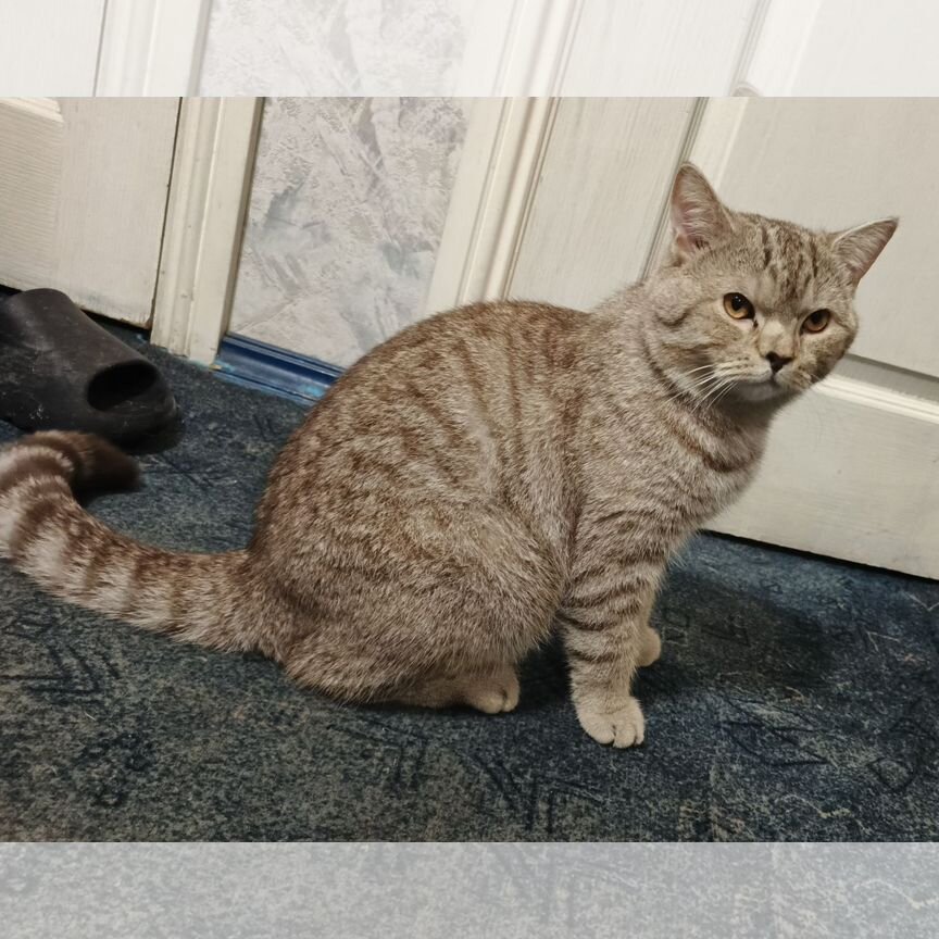 Шотландский вислоухий длинношёрстный котёнок