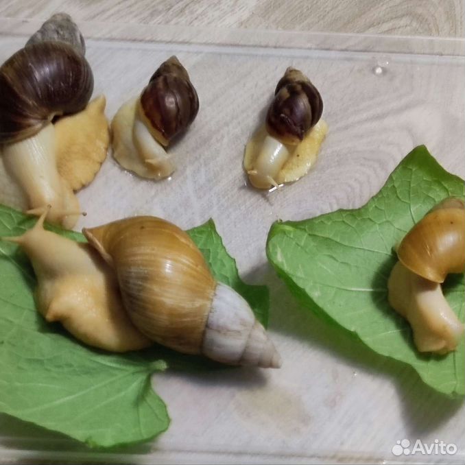 Отдам бесплатно взрослых улиток Ахатин