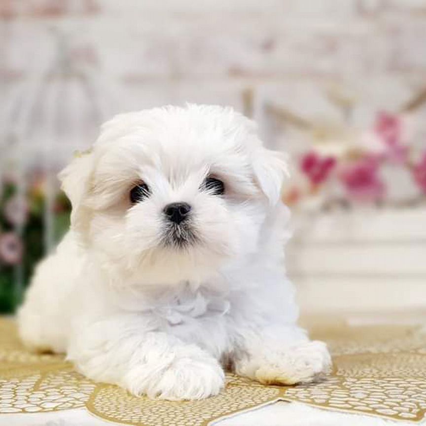 Мальтезе мини - белоснежное чудо