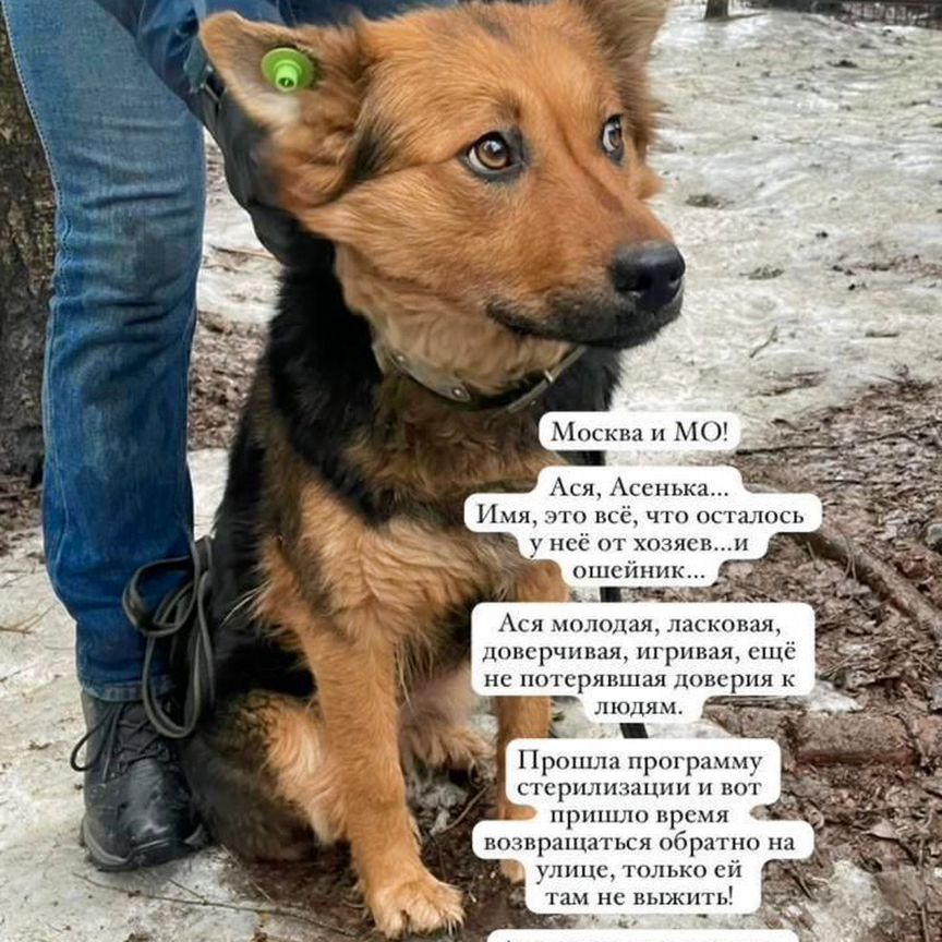 Собака в добрые руки