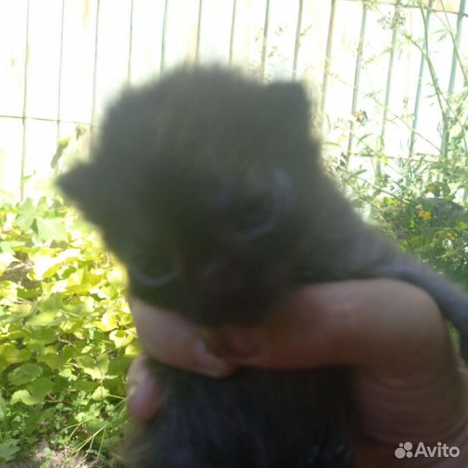 Котята от деревенской кошки