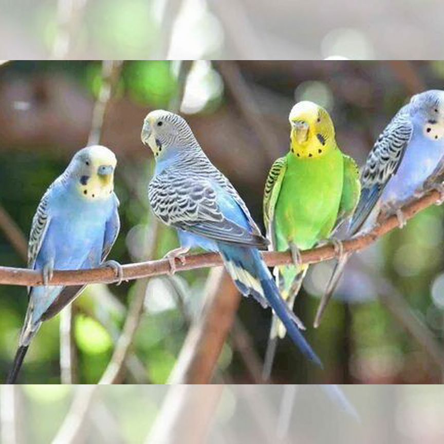 Продам оптом и в розницу волнистых попугаев