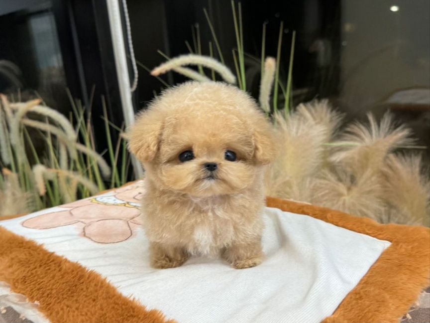 Мальтипу Микро из Кореи