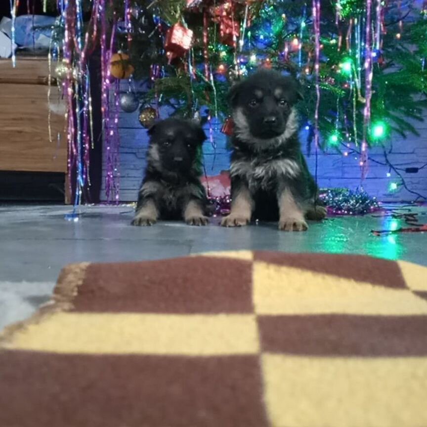 Щенки немецкой овчарки