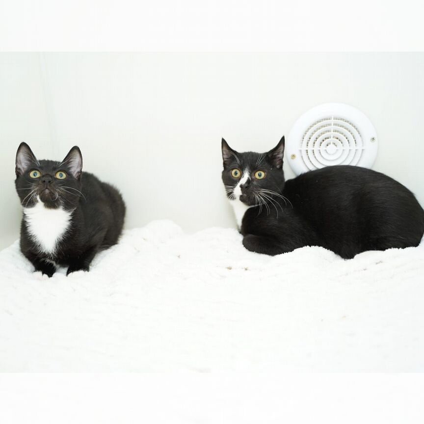 Котятки черно белые