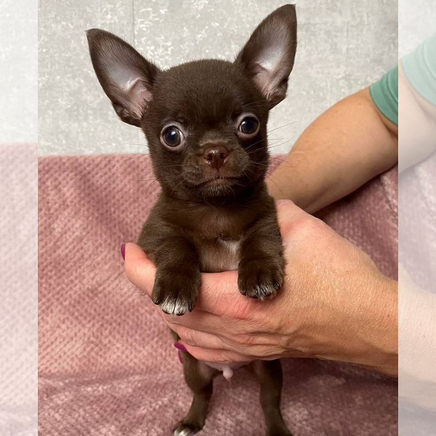 Чихуахуа шоколадный щенок