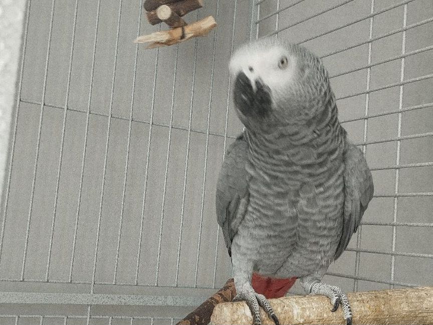 Крупный говорящий попугай