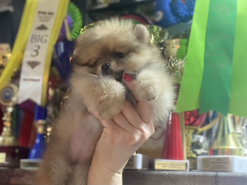 Мини девочка померанский шпиц