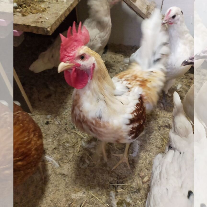 Молодые петухи домашние