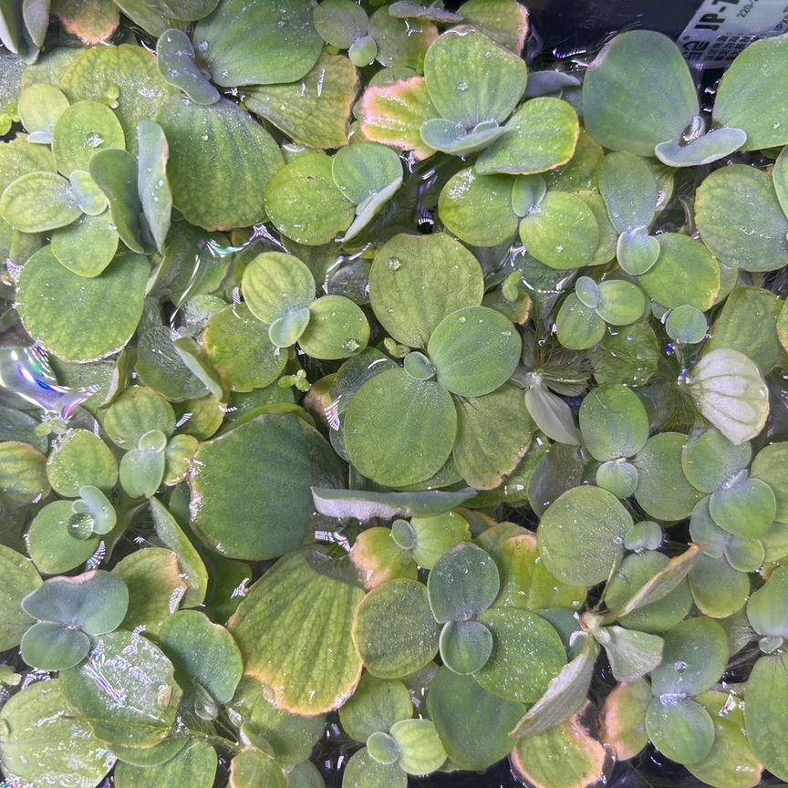 Аквариумное растение Пистия (Pistia stratiotes)
