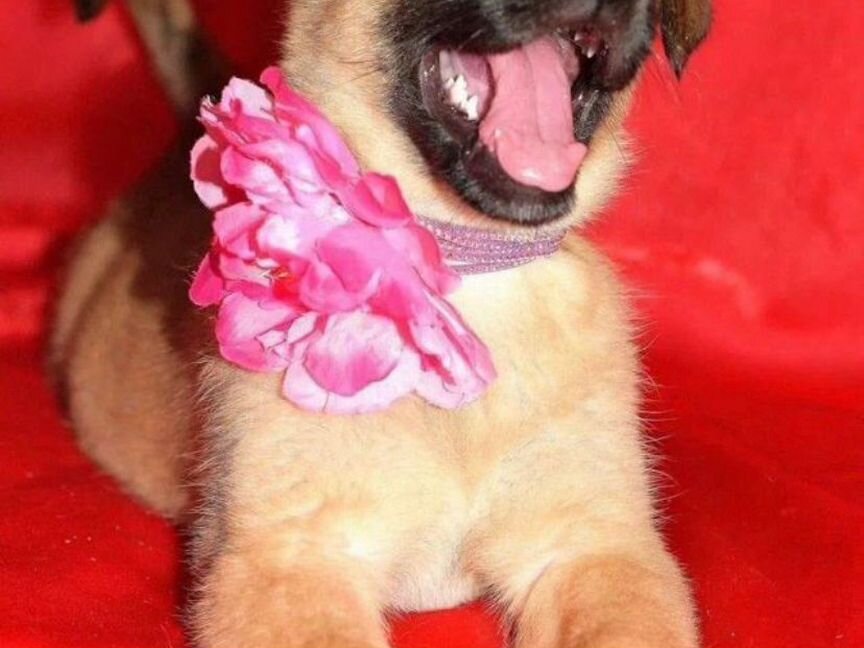 Ласковая Баунти Вам в дар