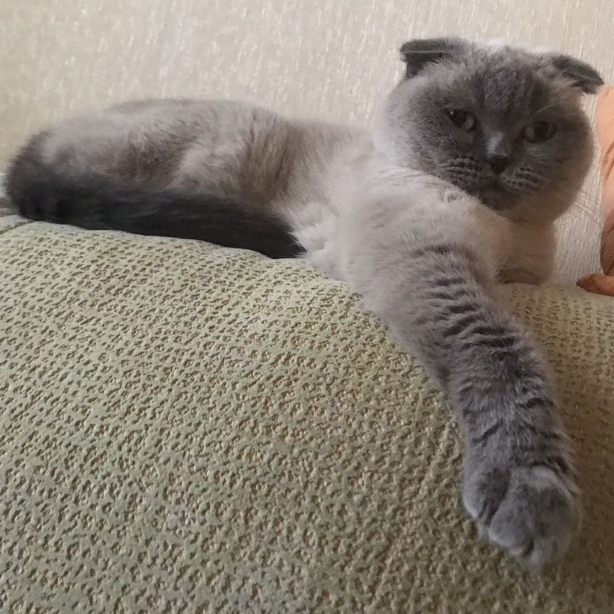 Шотландская вислоухая короткошёрстная кошка, взрослая