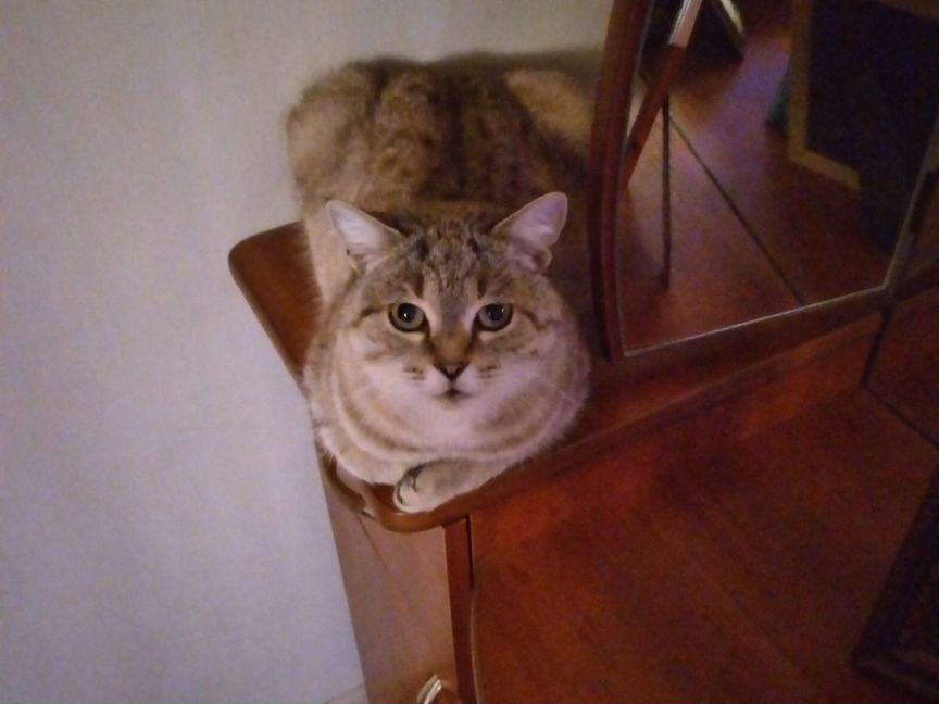 Кошка из рекламы Вискас