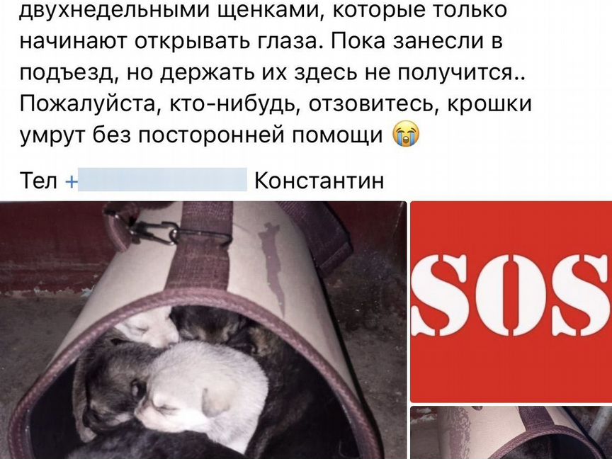 Собака