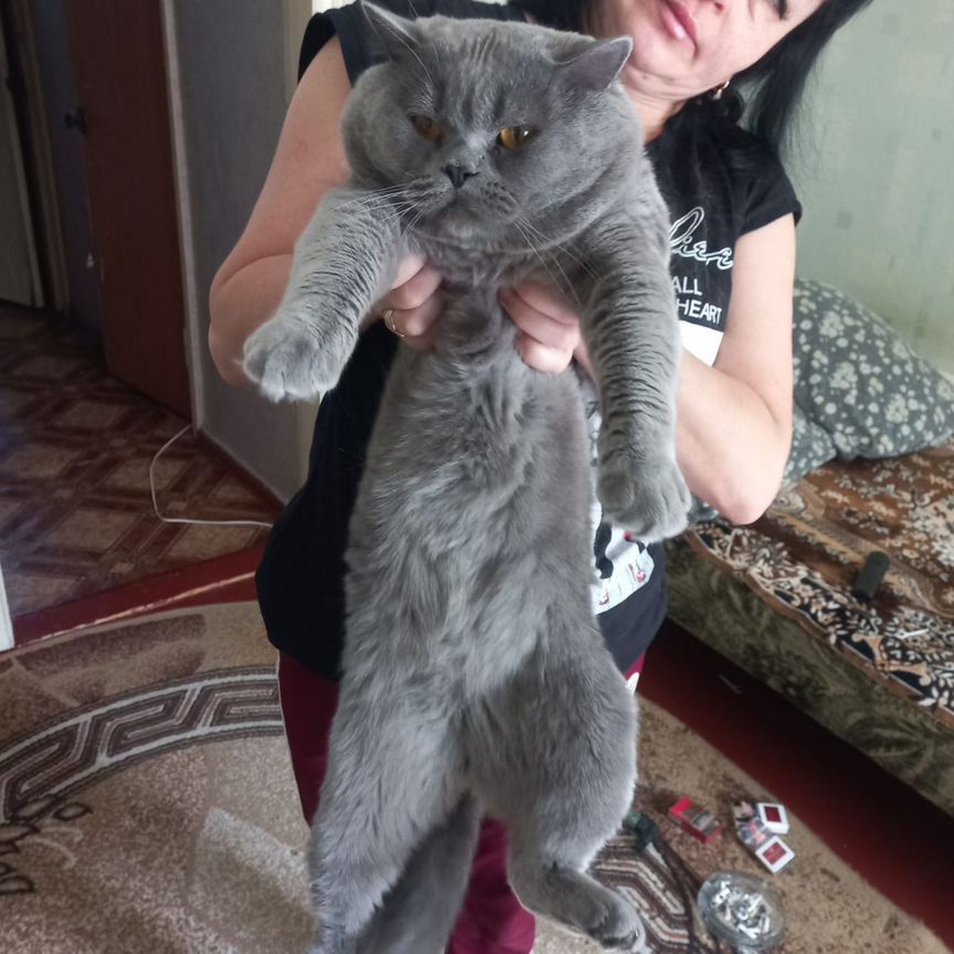 Британский кот вязка