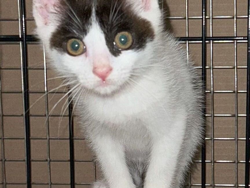 Котенок