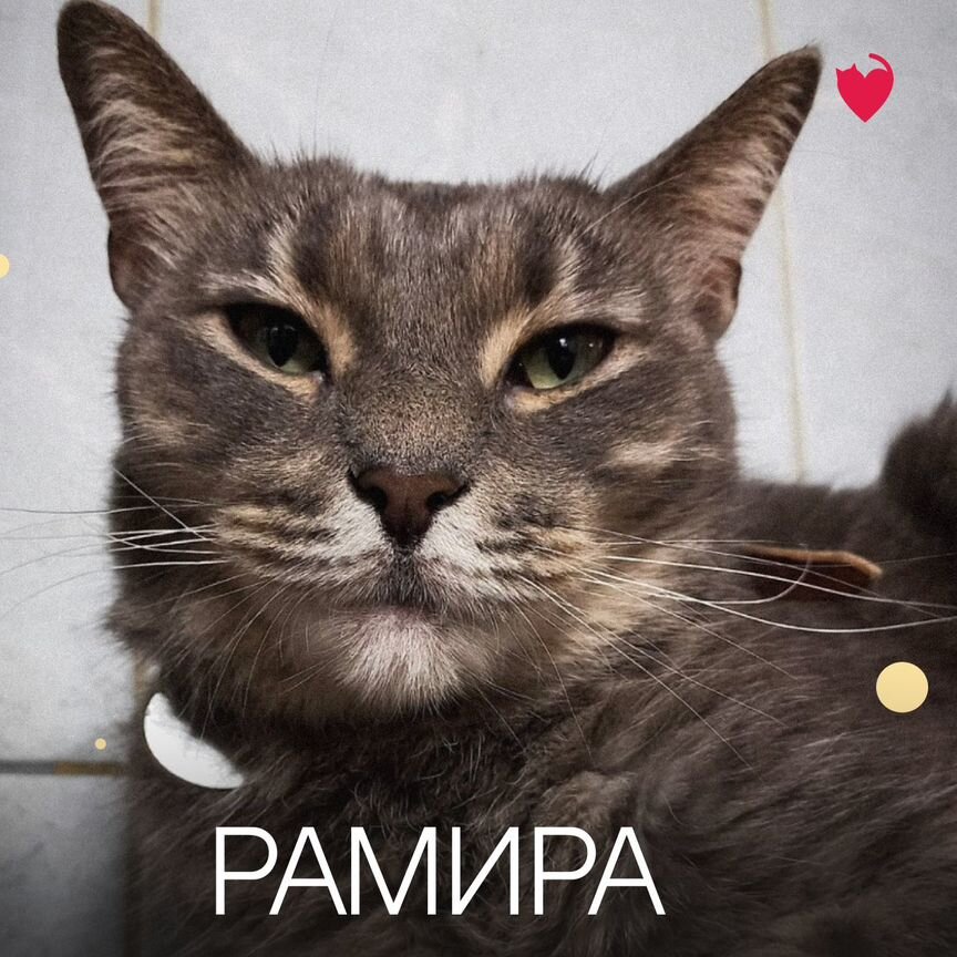 Взрослая кошка из приюта