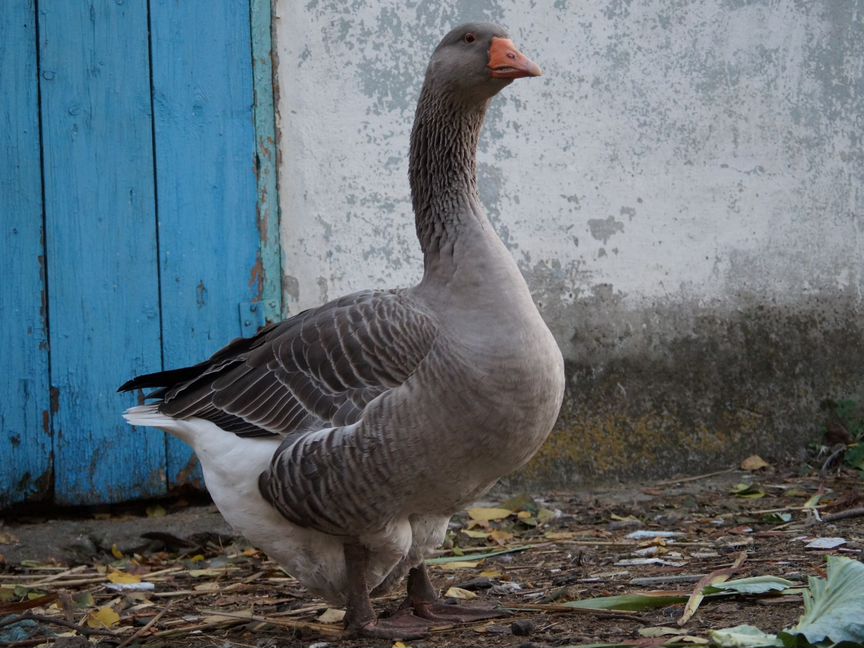 Гусиное мясо и живьём