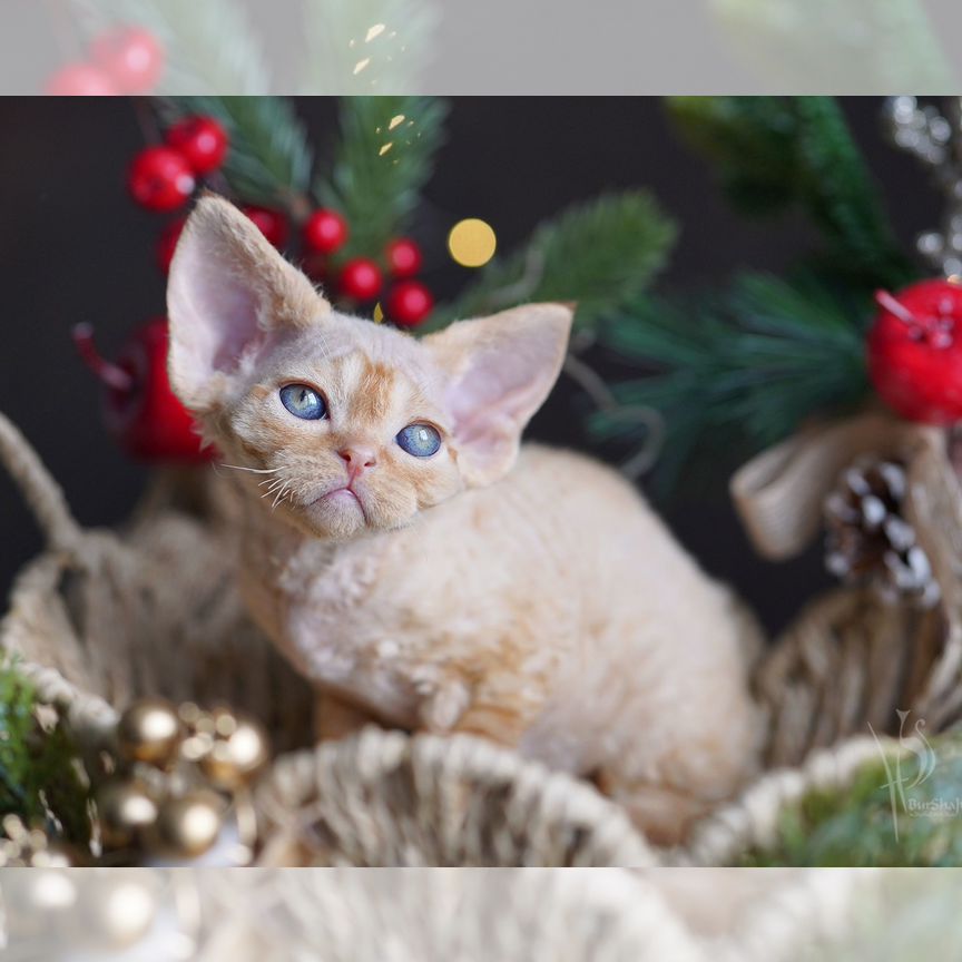 Девон-рекс котёнок