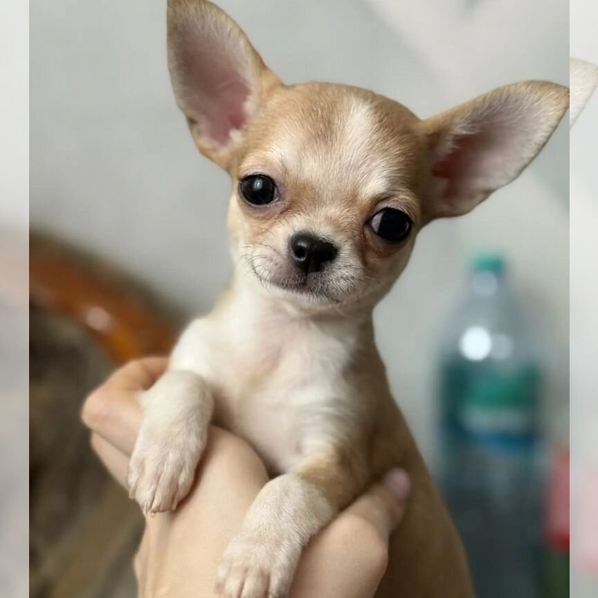 Чихуахуа, щенок