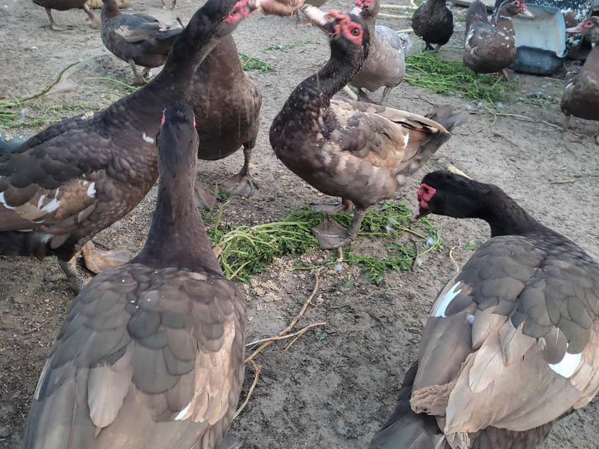 Мускусные утки тяжелые линии