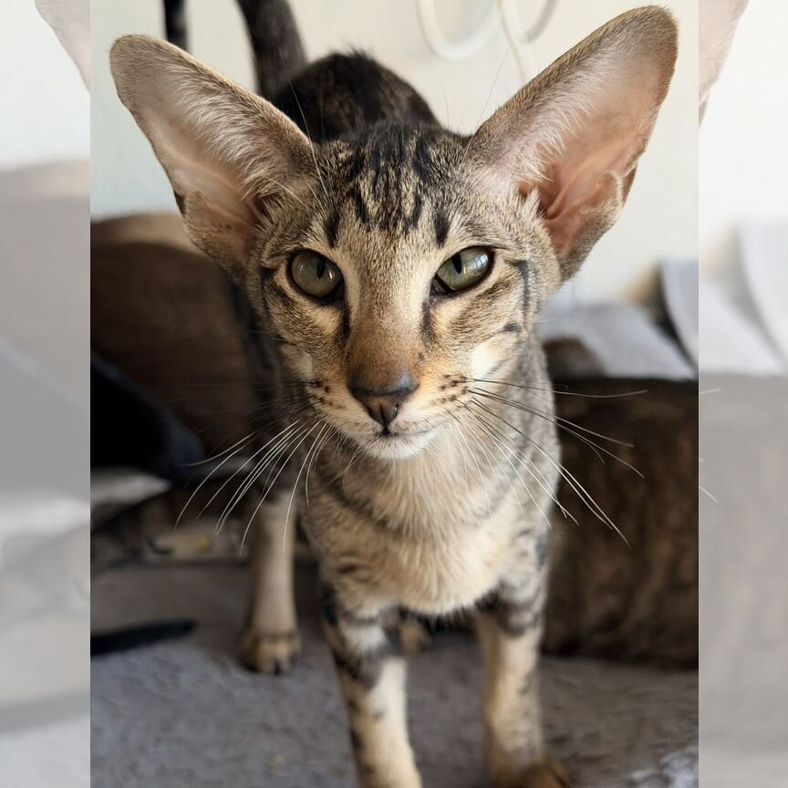 Ориентальный котёнок